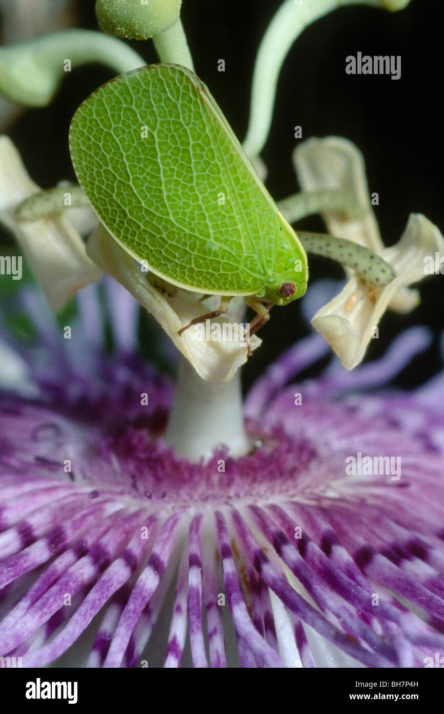 Planthopper insect hi-res stock photography and images - Alamy