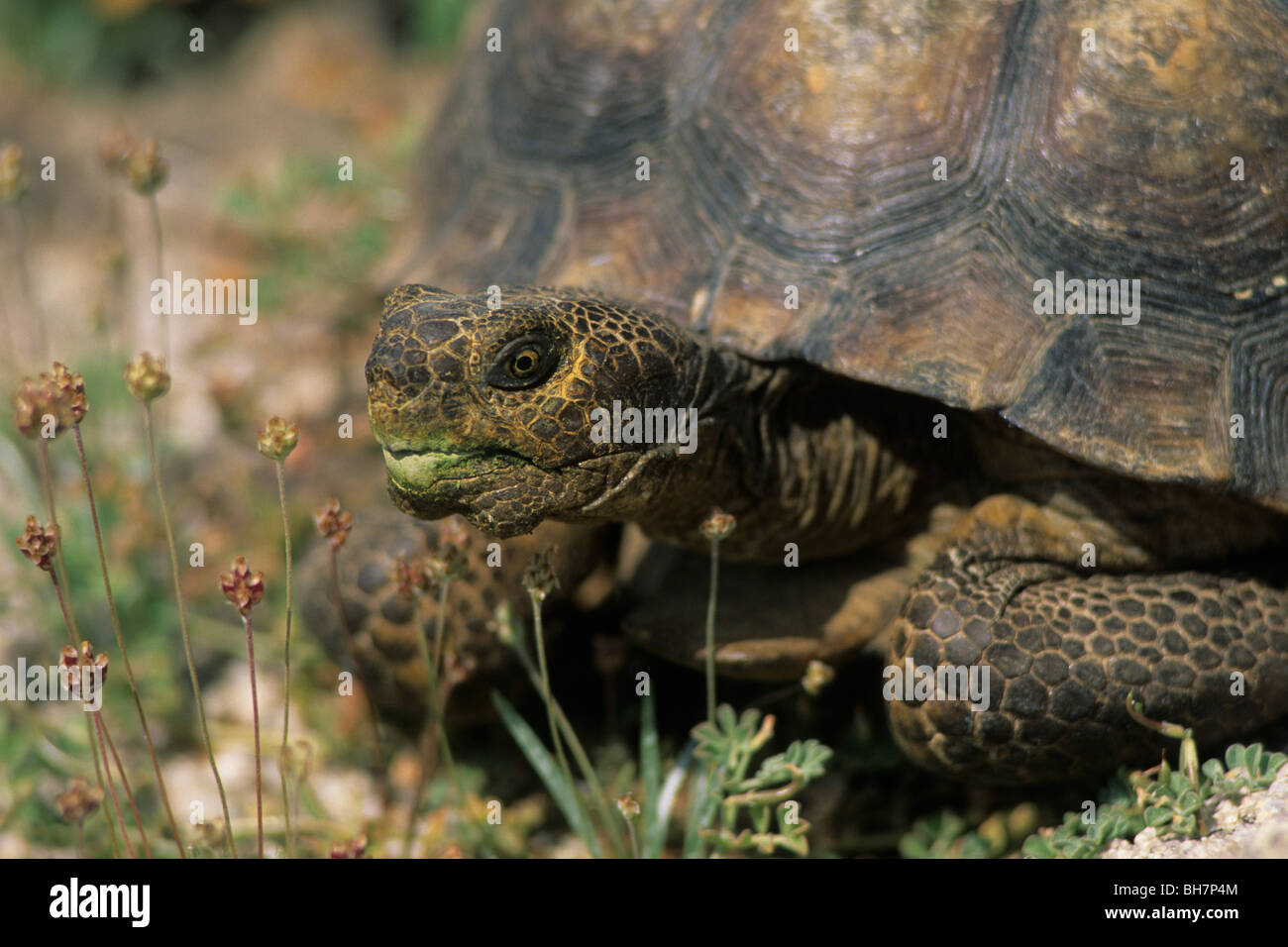 Sonoran desert tortoise gopherus hi-res stock photography and images ...