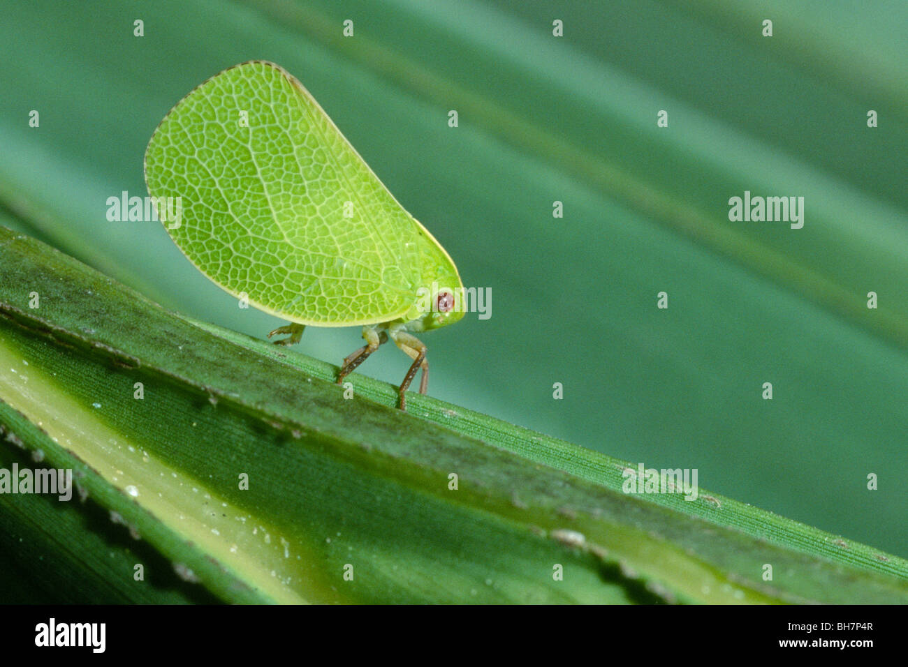 Planthopper insect hi-res stock photography and images - Alamy