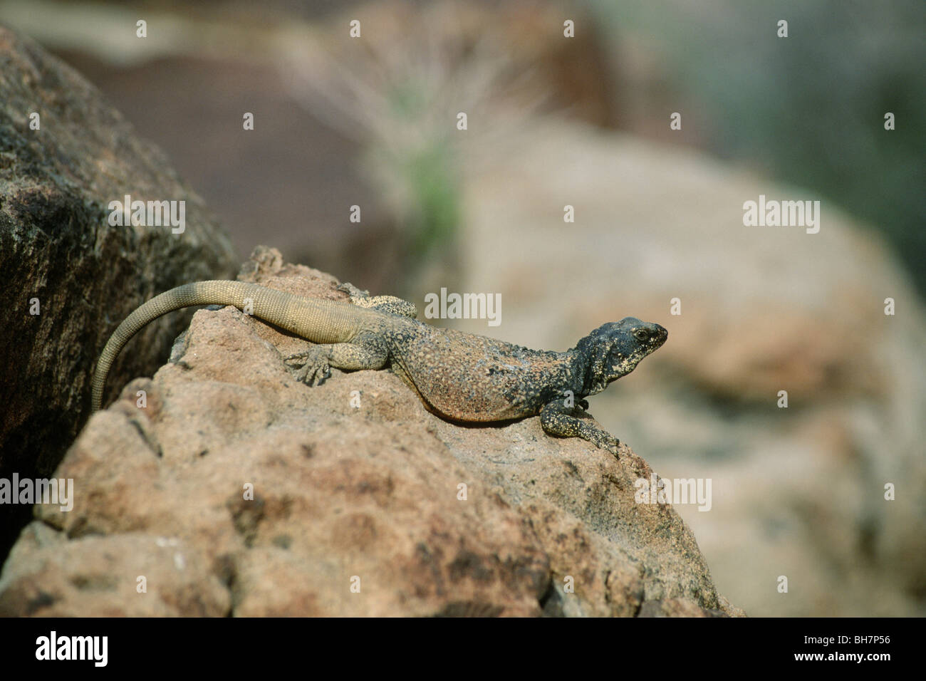 Chuckwalla lizard (Sauromalus obesus), Sonoran Desert, United States ...