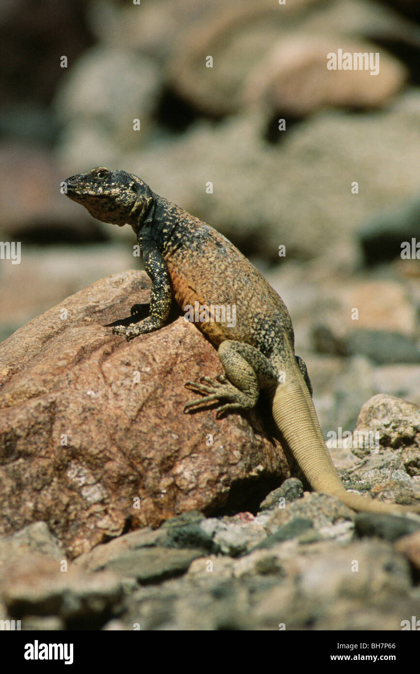 Chuckwalla lizard (Sauromalus obesus), Sonoran Desert, United States ...