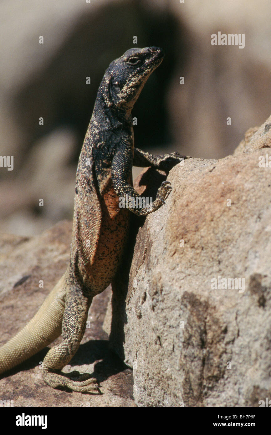 Chuckwalla lizard (Sauromalus obesus), Sonoran Desert, United States ...