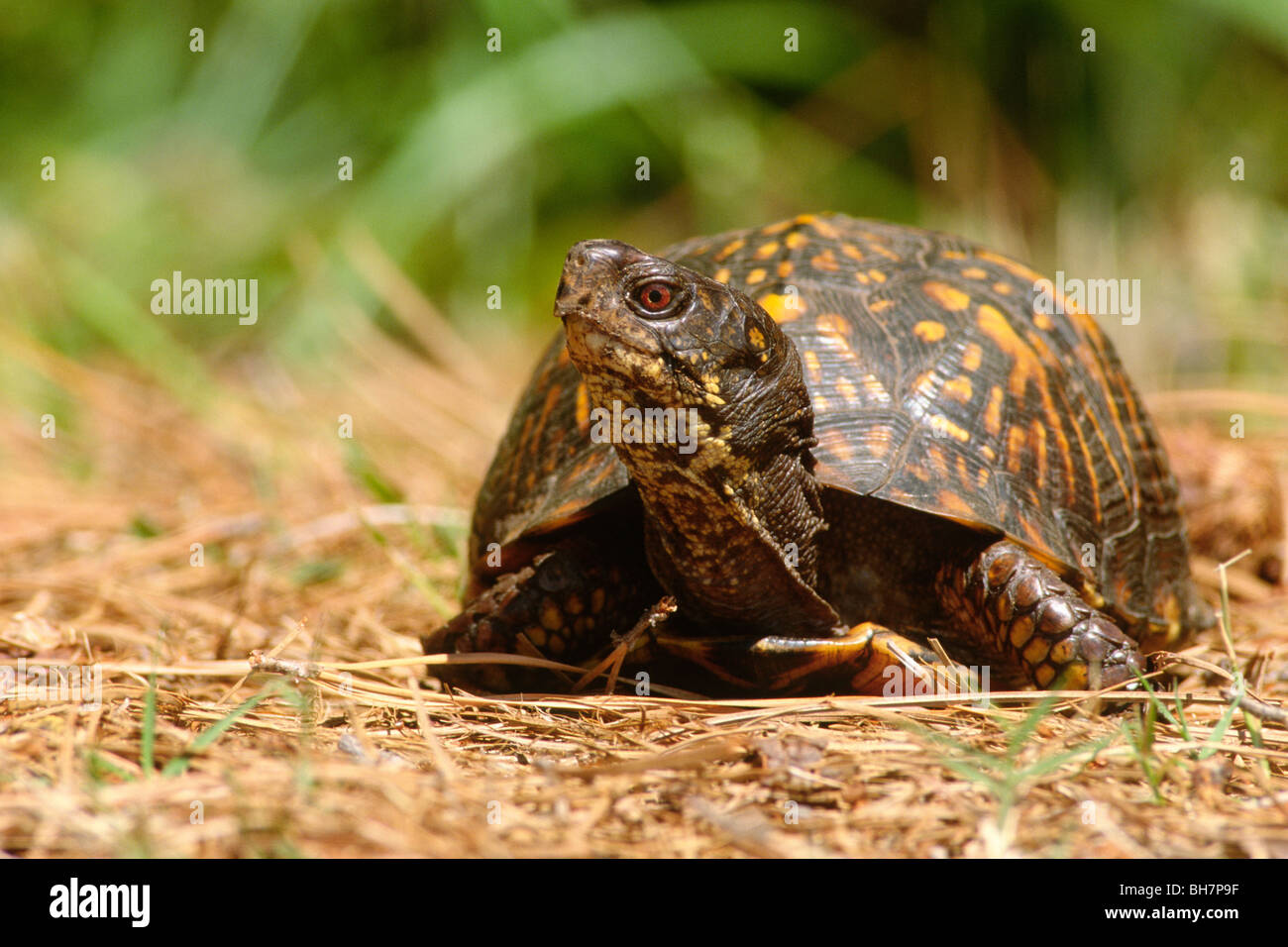 Eastern box turtle (Terrapene carolina Stock Photo - Alamy