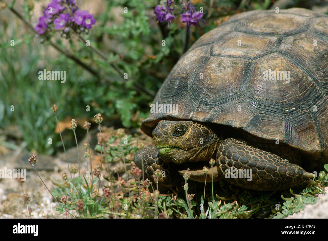 Desert tortoise (Gopherus agassizii), Sonoran Desert Stock Photo - Alamy