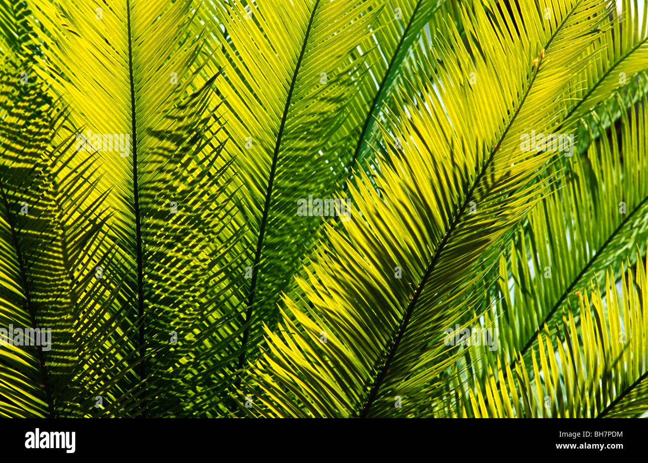 Australian cycad hi-res stock photography and images - Alamy