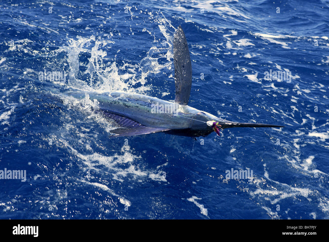 Atlantic white marlin big game sport fishing over blue ocean saltwater ...