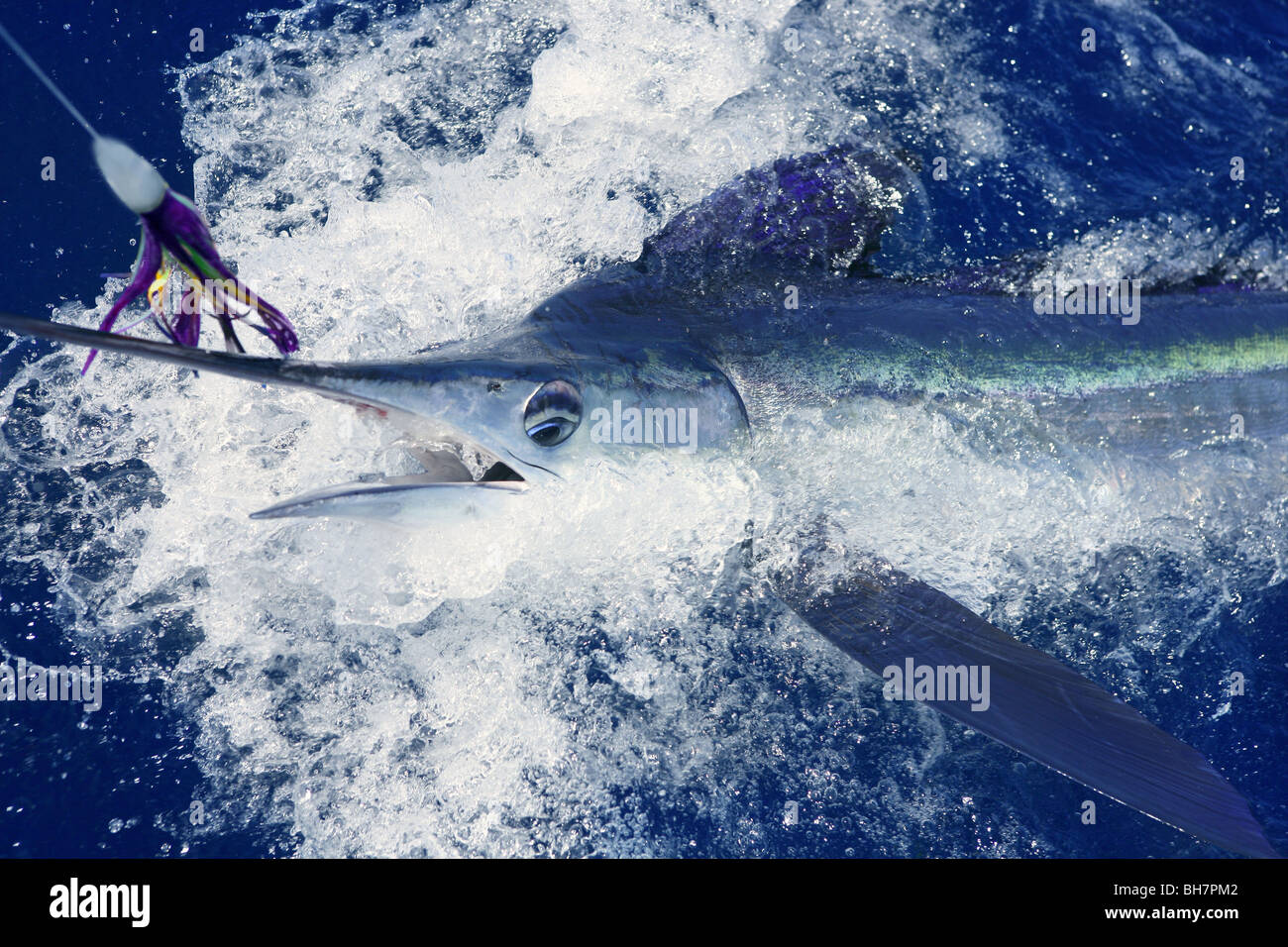 Marlin Eye High Resolution Stock Photography and Images - Alamy