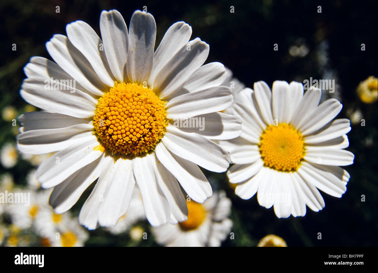Pyrethrum cinerariaefolium hi-res stock photography and images - Alamy