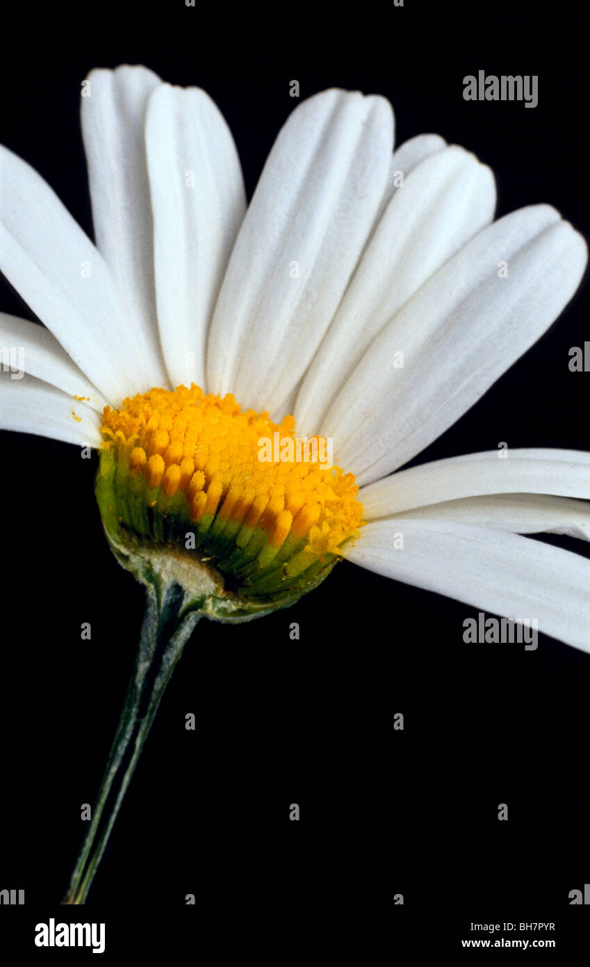 Pyrethrum cinerariaefolium hi-res stock photography and images - Alamy