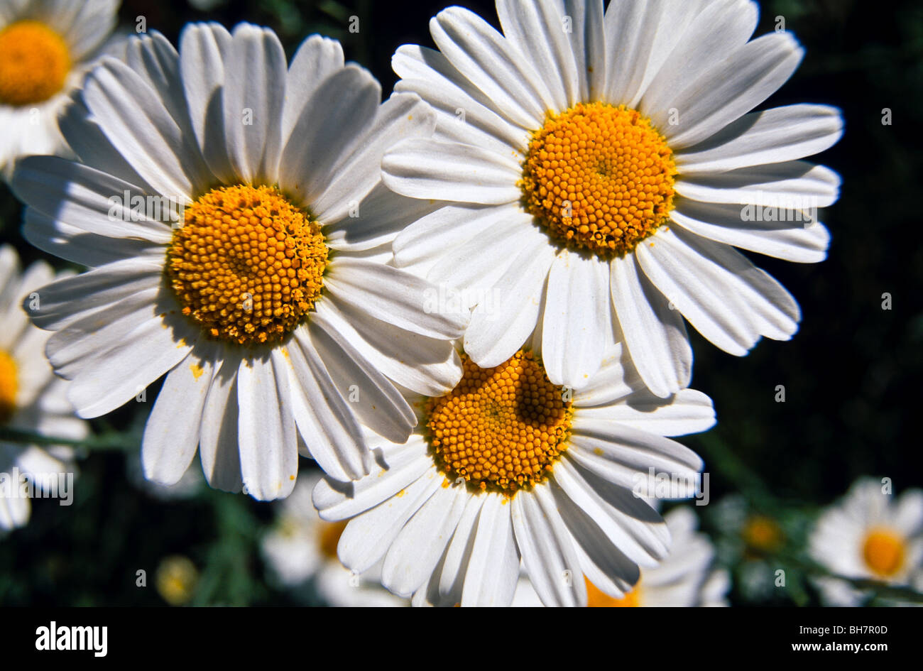 Pyrethrum cinerariaefolium hi-res stock photography and images - Alamy