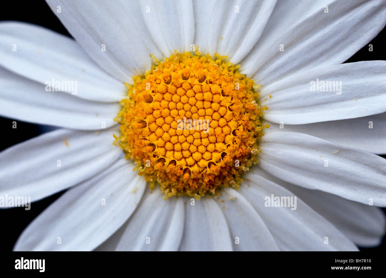Pyrethrum cinerariaefolium hi-res stock photography and images - Alamy