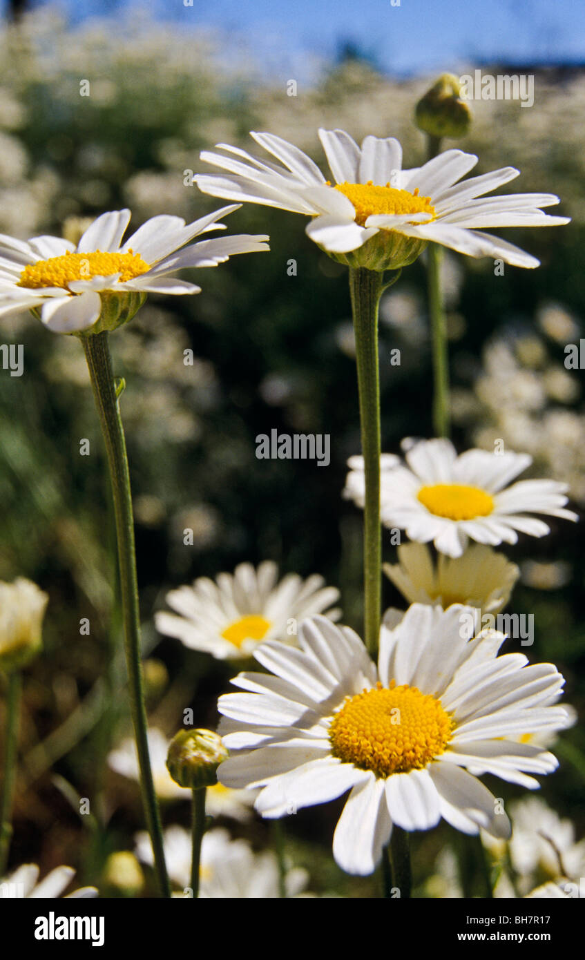 Pyrethrins hi-res stock photography and images - Alamy