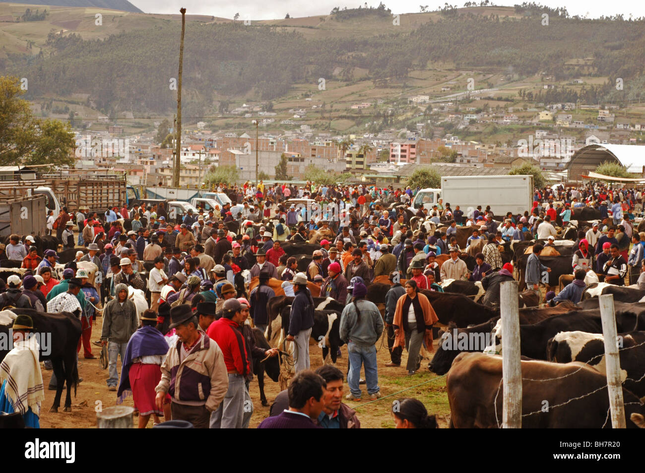 Ecuador, Otavalo, crowded cows section of a cattle market with people ...