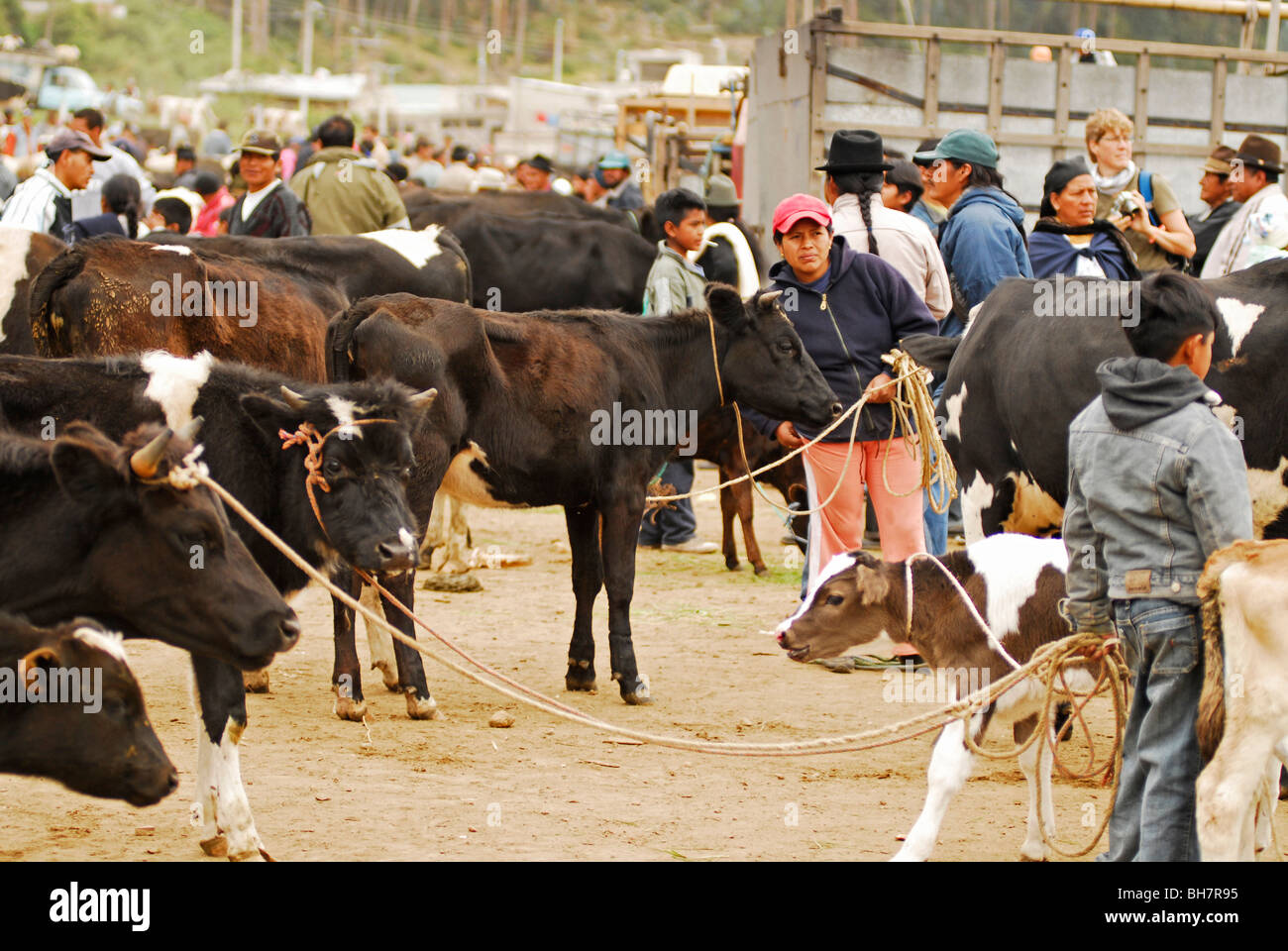 Ecuador, Otavalo, crowded cows section of a cattle market with people ...