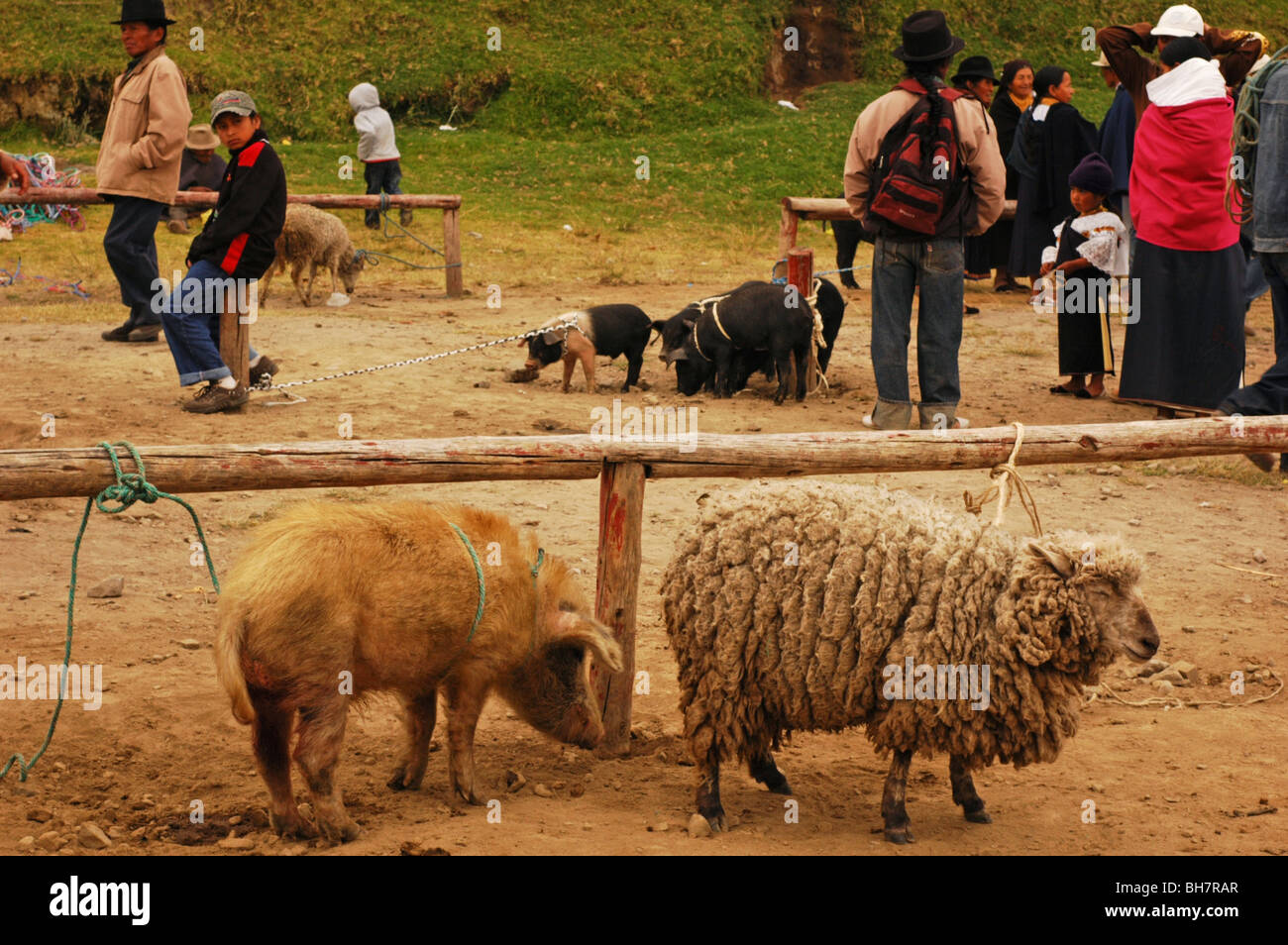 Pig tied up standing hi-res stock photography and images - Alamy