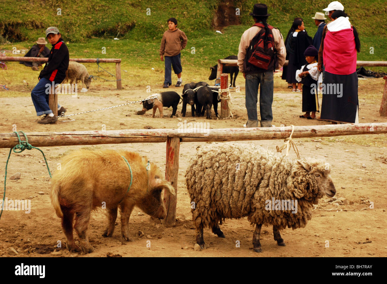 Pig tied with rope hi-res stock photography and images - Alamy