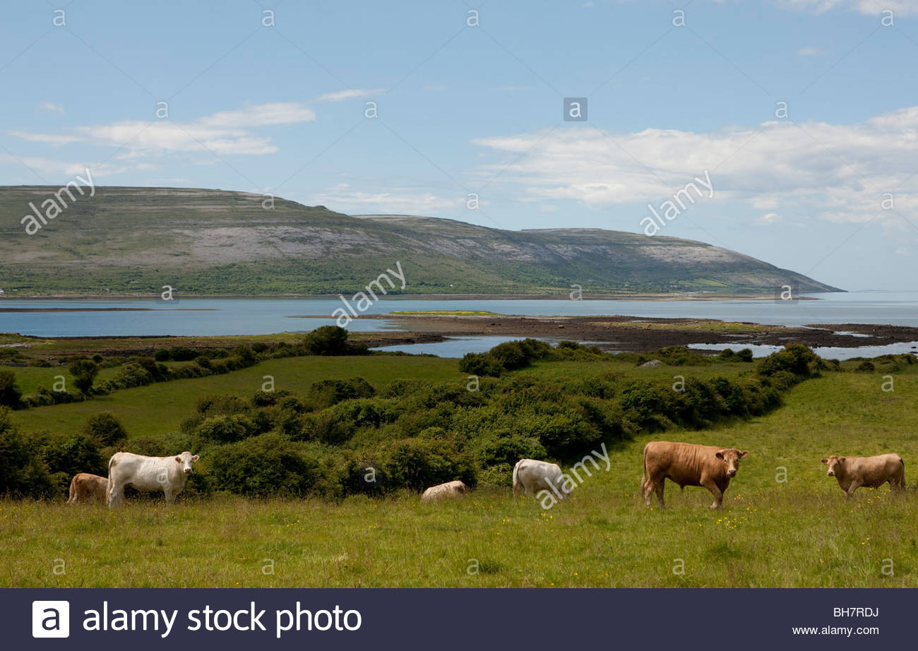 Irish Cow High Resolution Stock Photography and Images - Alamy