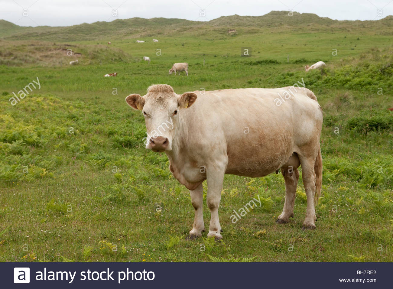 Irish Farm Stock Photos & Irish Farm Stock Images - Alamy