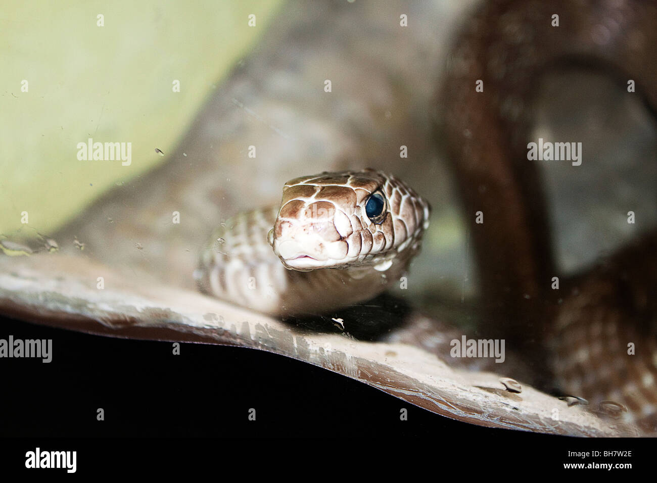 Snake Farm Bangkok Thailand Stock Photo - Alamy