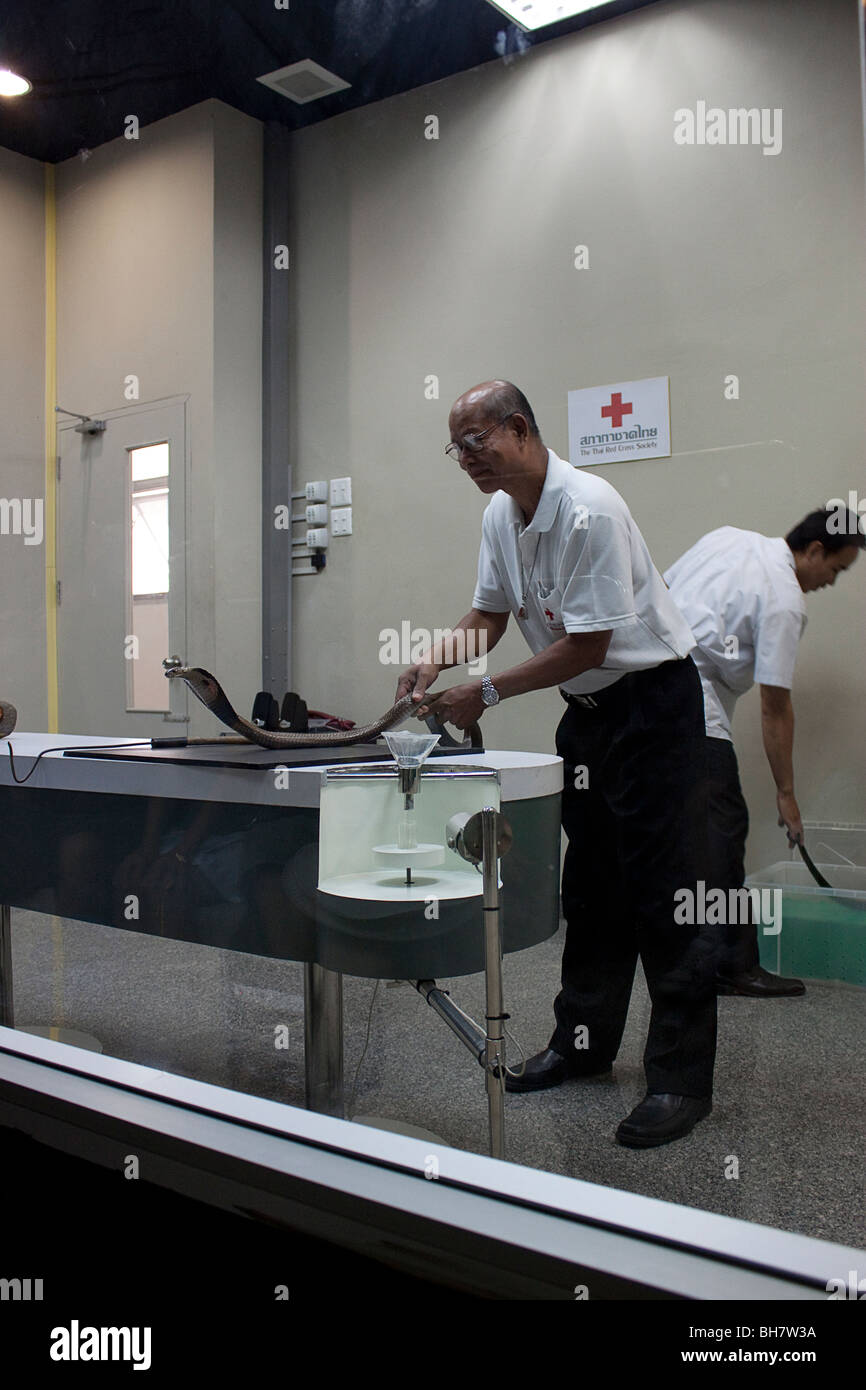 Extracting Venom Snake Farm Bangkok Thailand Stock Photo - Alamy