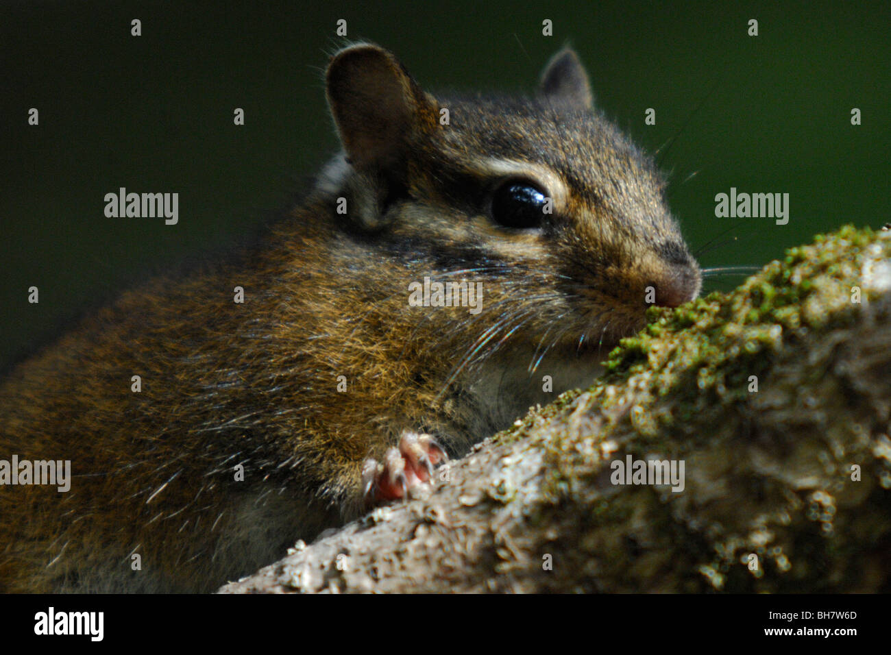 Townsendi hi-res stock photography and images - Alamy