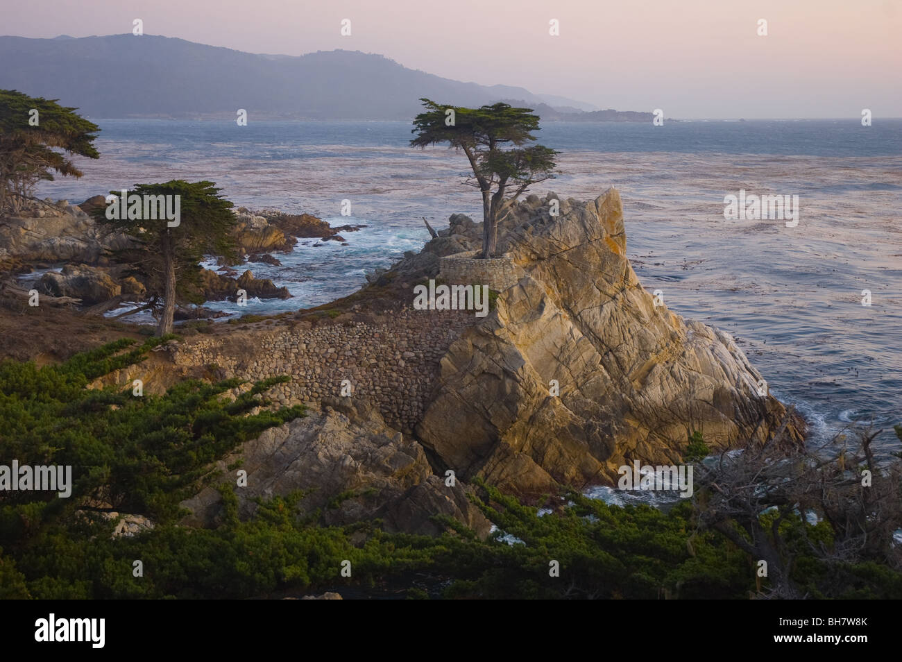 Lone cypress tree at pebble beach hi-res stock photography and images ...