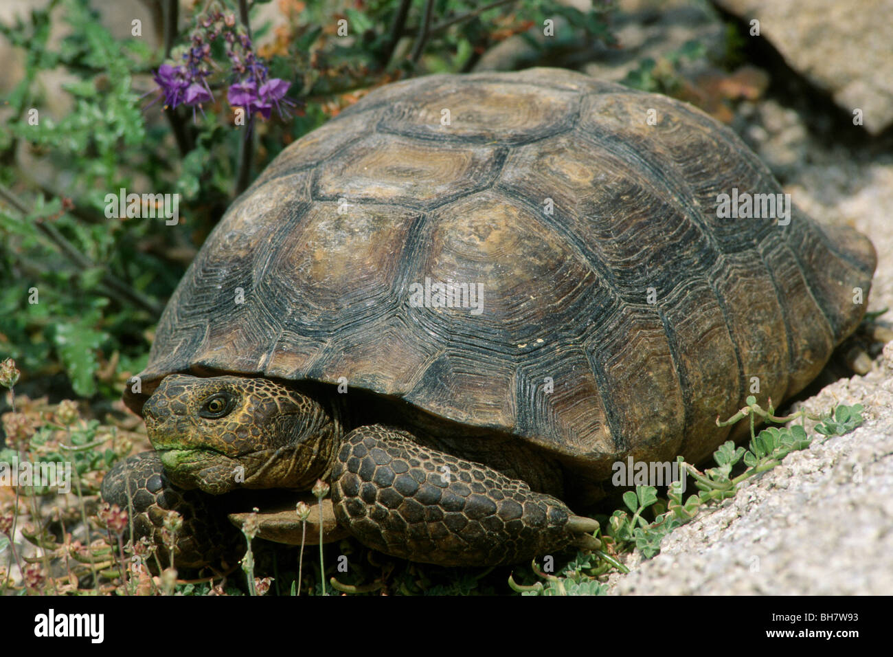 Desert tortoise (Gopherus agassizii), Sonoran Desert Stock Photo - Alamy