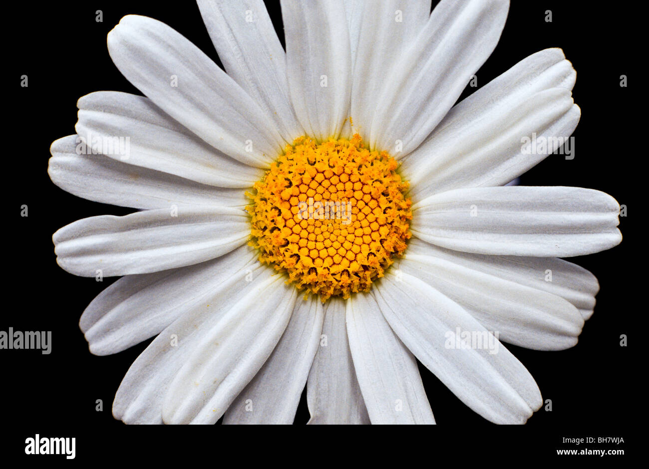 Pyrethrum cinerariaefolium hi-res stock photography and images - Alamy