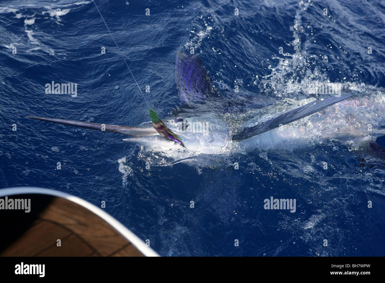 Black marlin fishing hi-res stock photography and images - Alamy