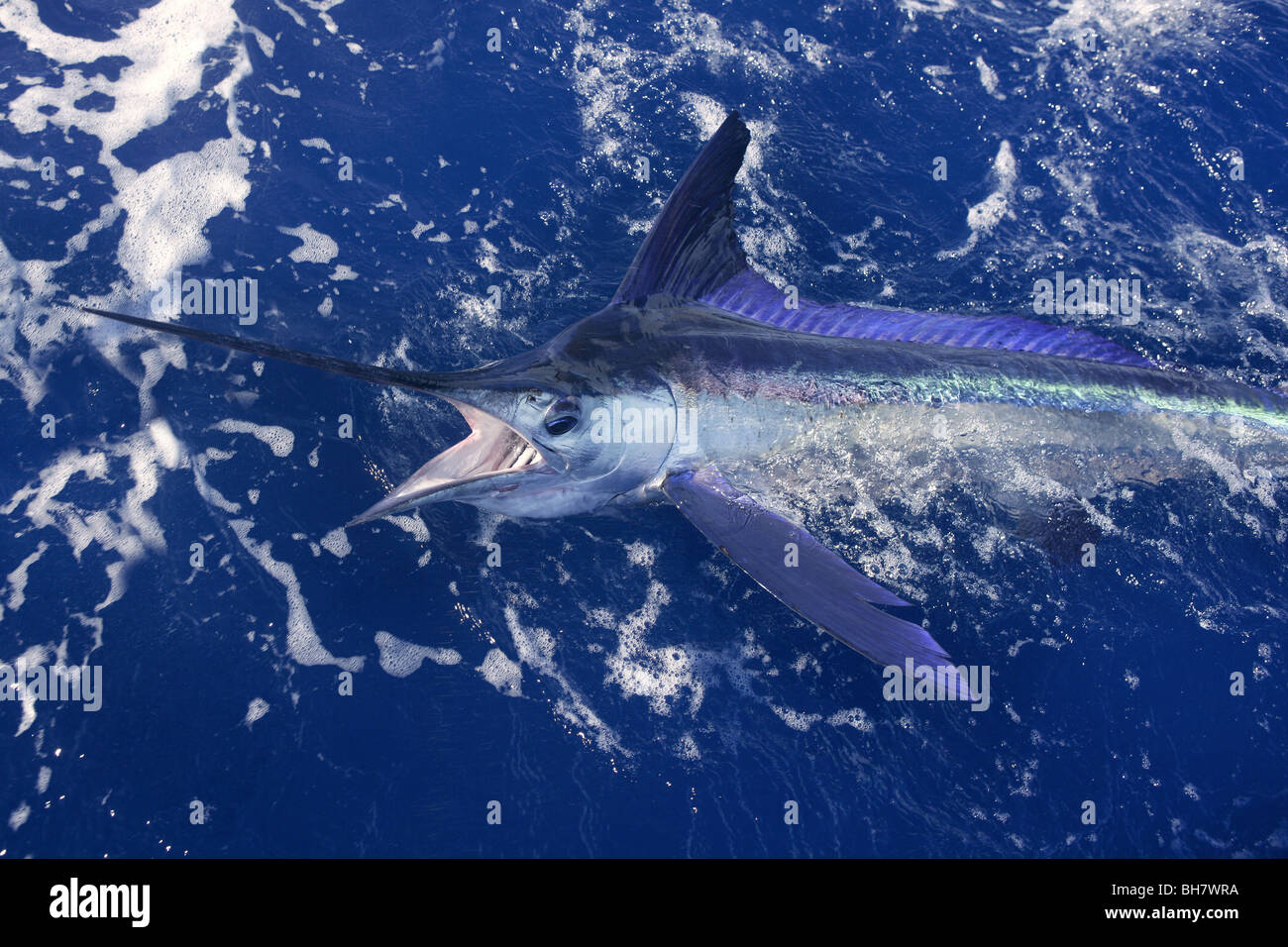 Atlantic white marlin big game sport fishing over blue ocean saltwater ...