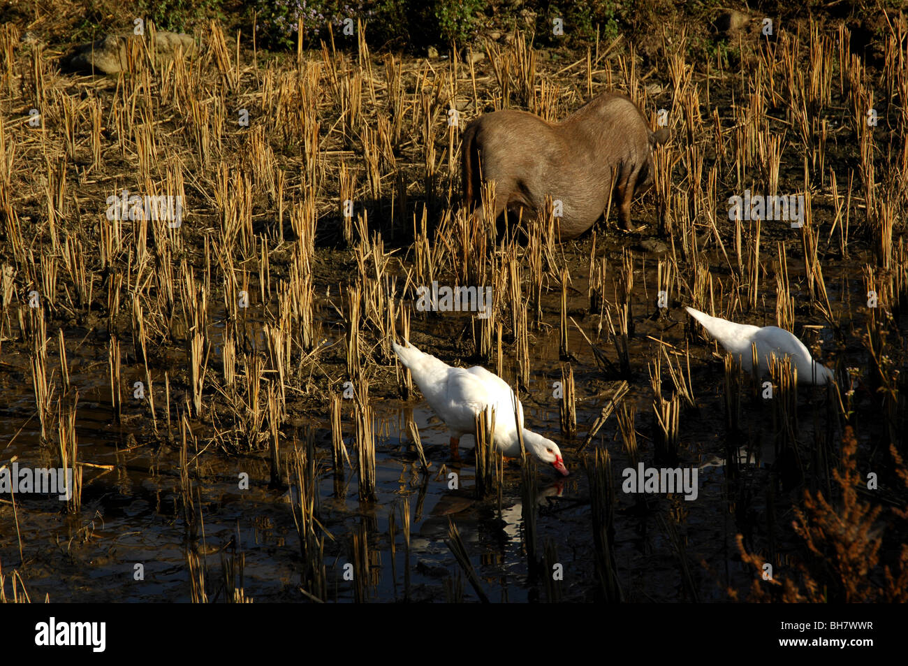 Ducks and pot bellied pig eating in dried rice field,ta phin , Sapa ...