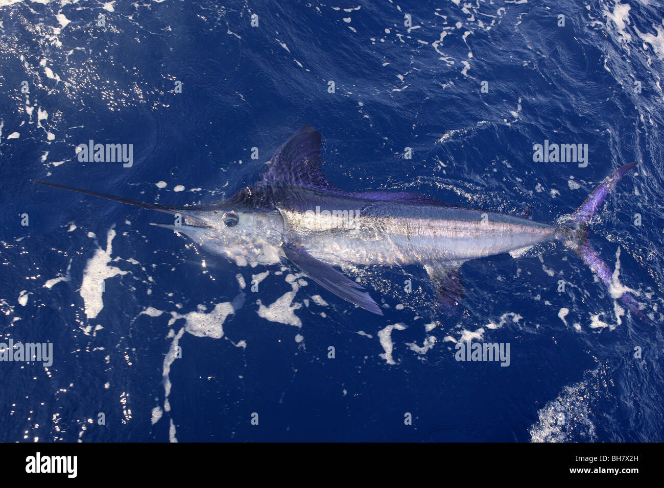 White marlin tournament hi-res stock photography and images - Alamy