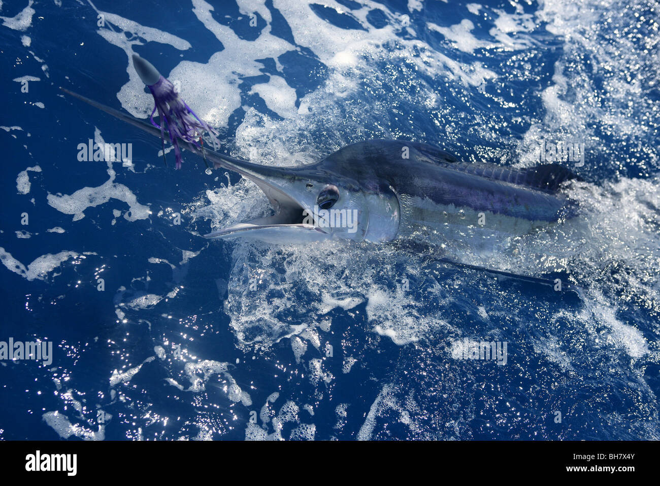 Atlantic white marlin big game sport fishing over blue ocean saltwater ...