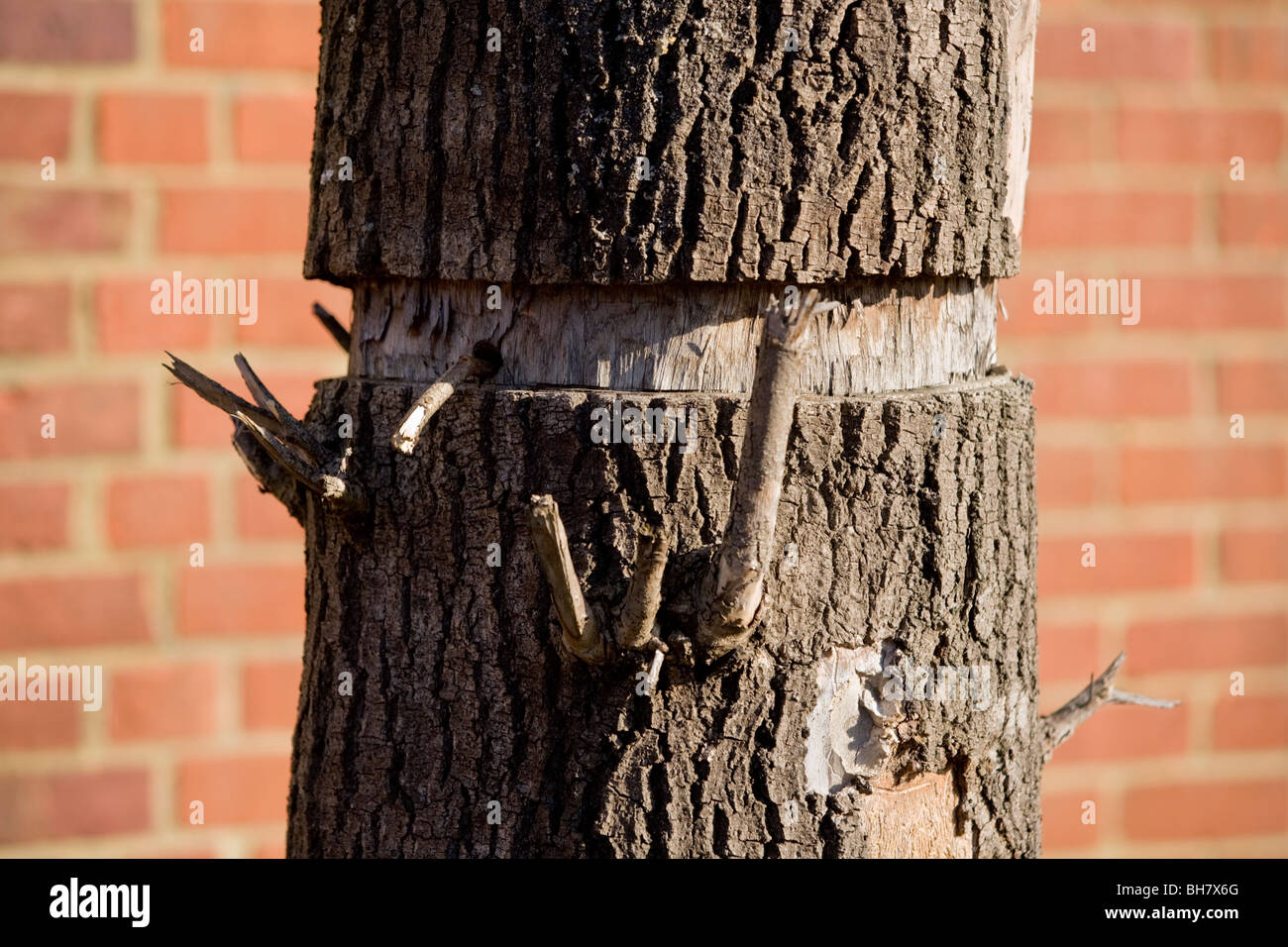 A ringed tree / tree girdling. Ringing will kill a tree. UK Stock Photo ...
