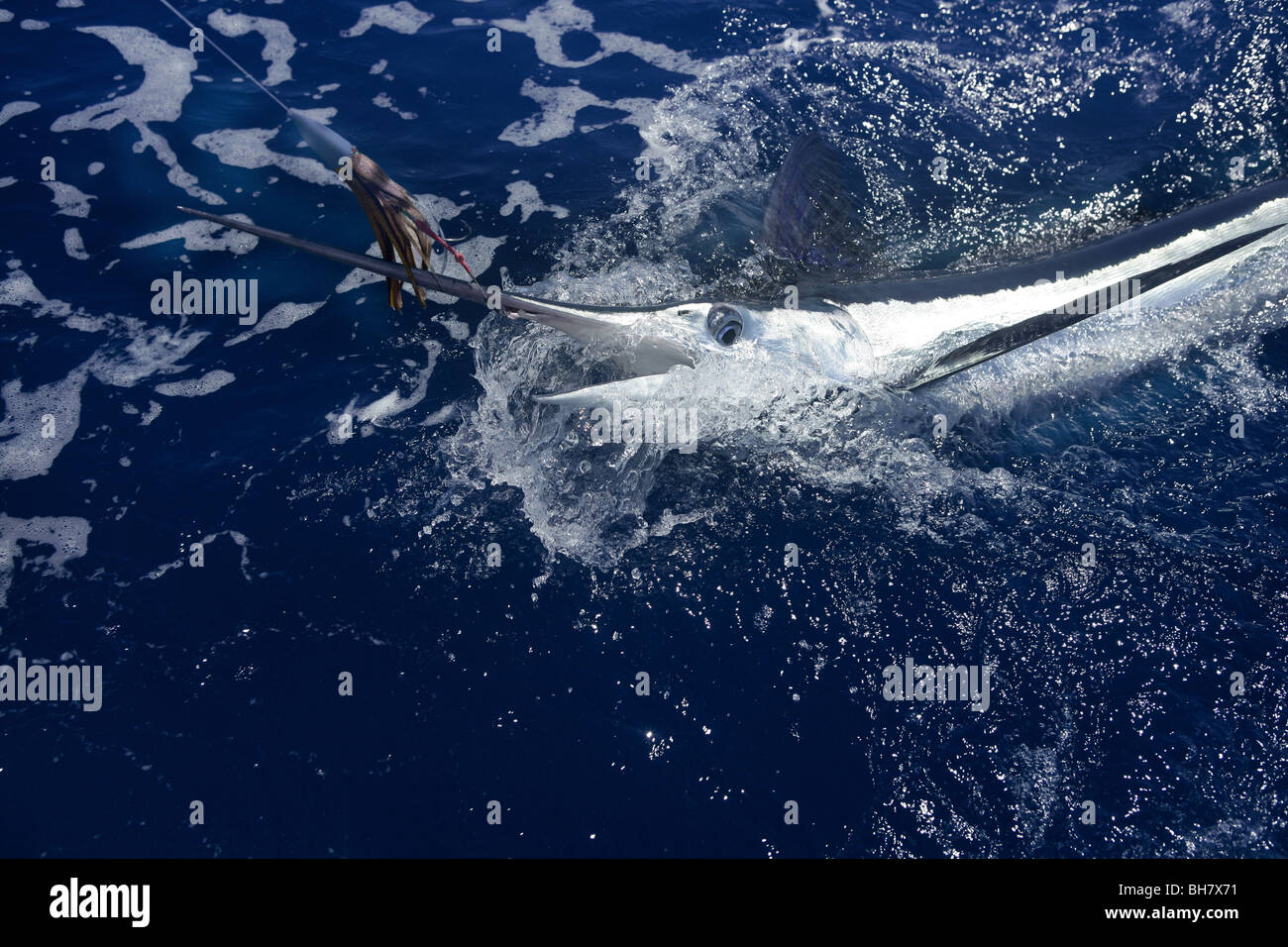 Atlantic white marlin big game sport fishing over blue ocean saltwater ...