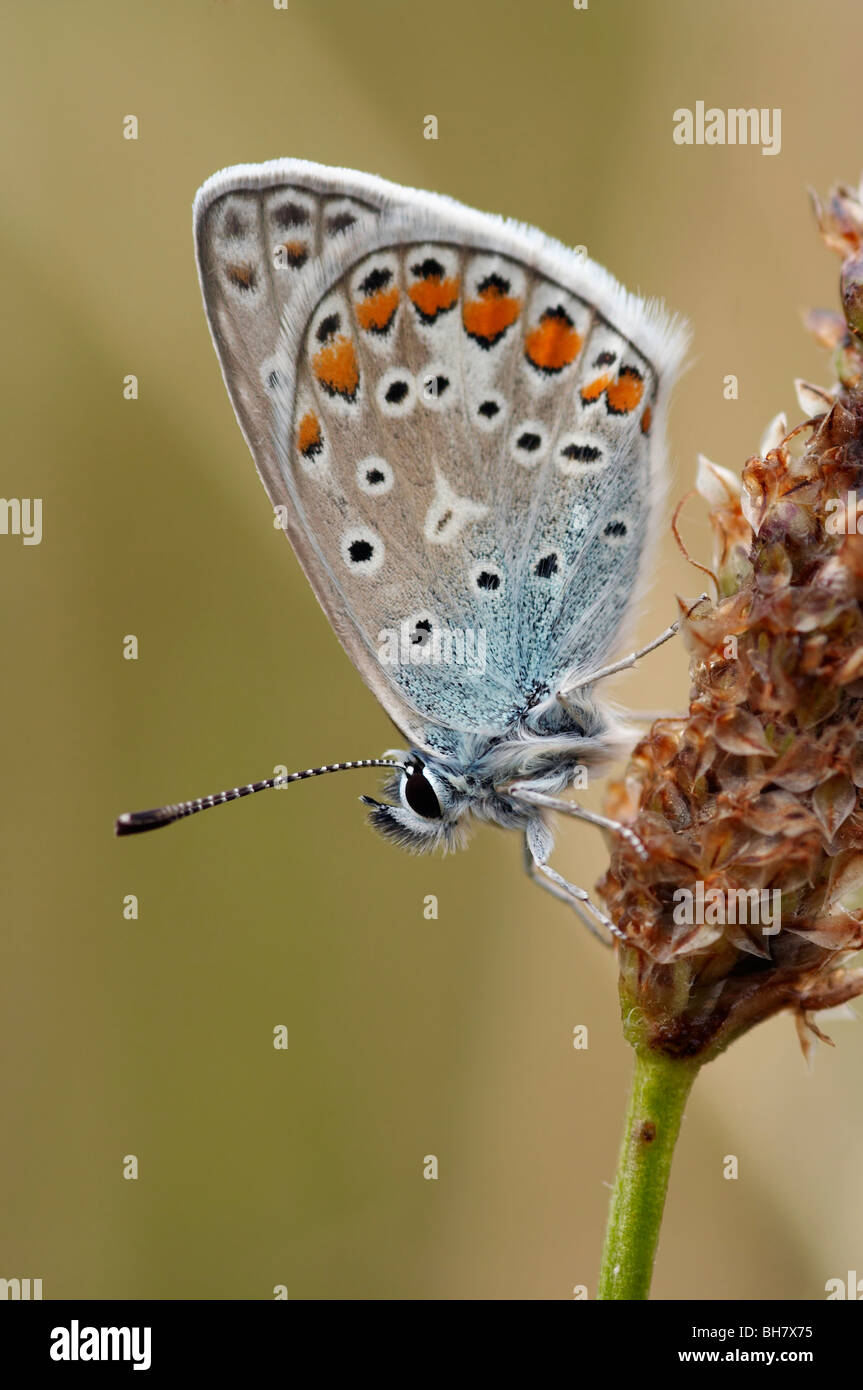 satyrid butterfly - meadow brown Stock Photo - Alamy