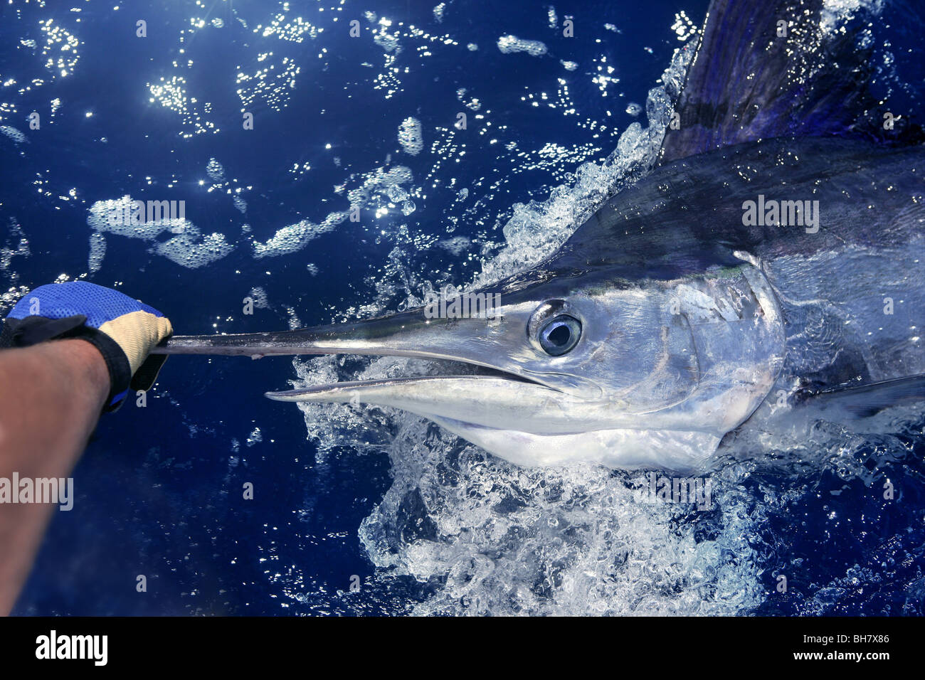 Atlantic white marlin big game sport fishing over blue ocean saltwater ...