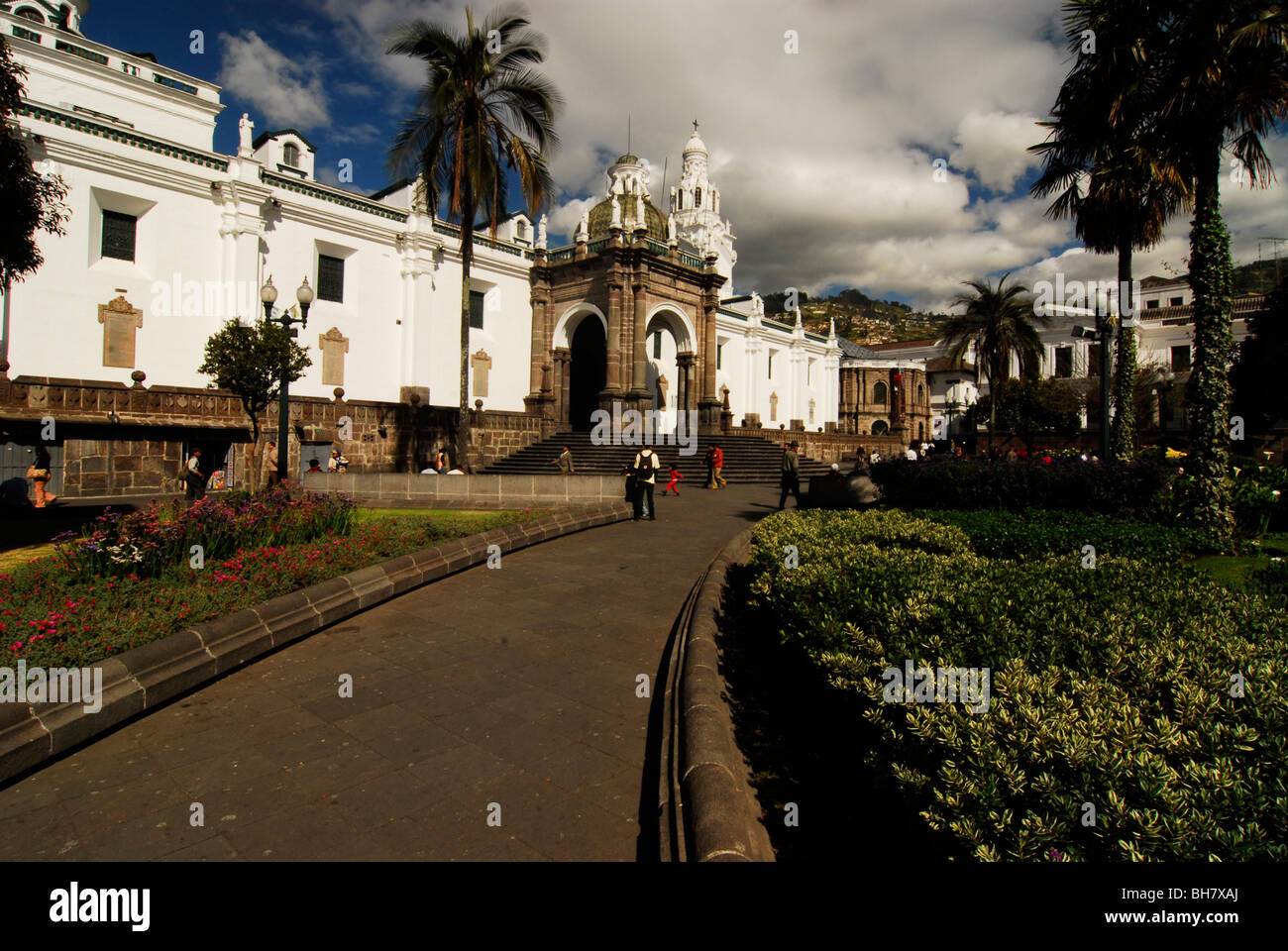 Walking palm ecuador hi-res stock photography and images - Alamy