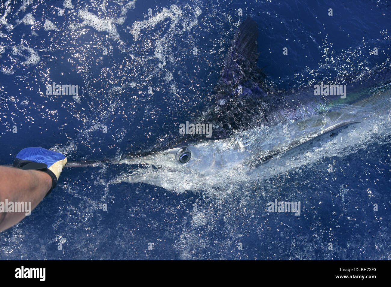 Beautiful white marlin real bill fish on atlantic water sport fishing ...