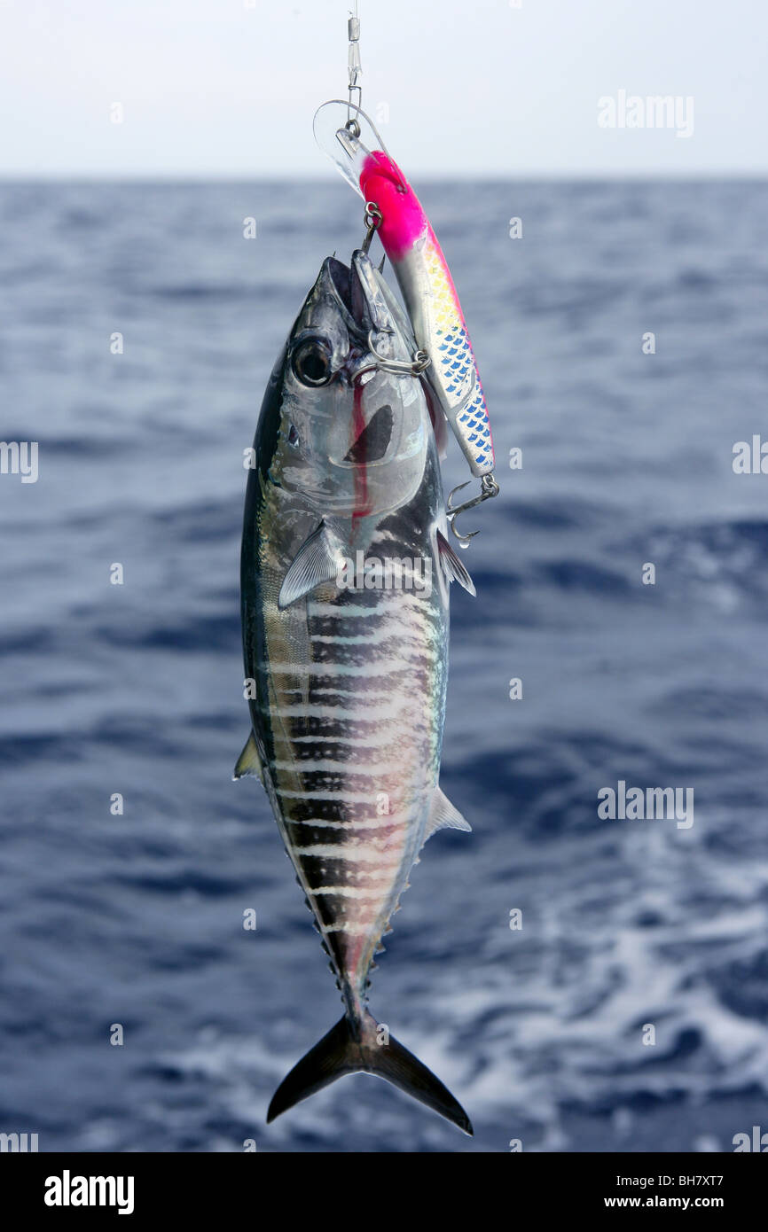 Blue fin bluefin tuna catch and release on Mediterranean Stock Photo ...