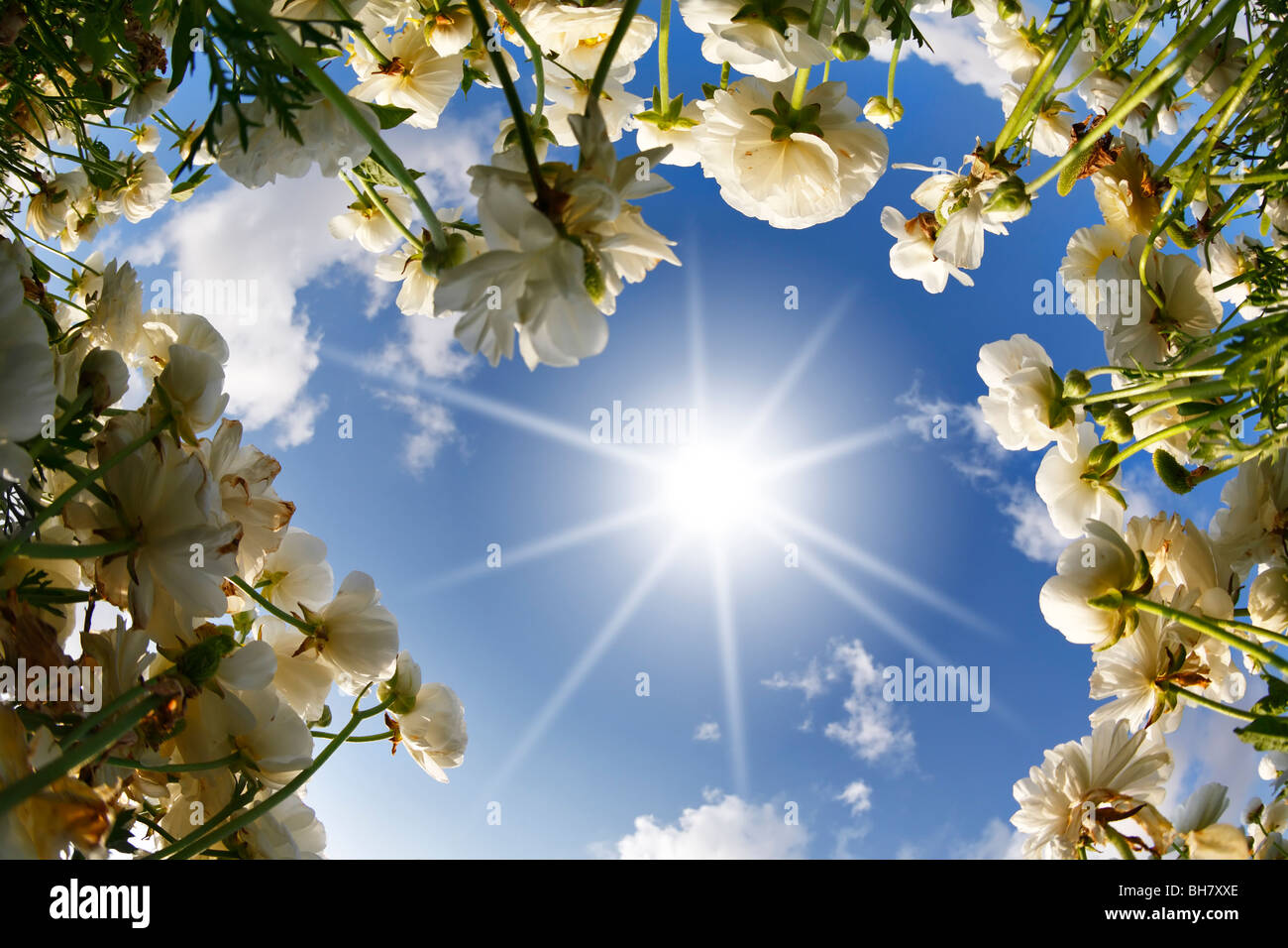 Cloudy spring morning on picturesque flower field Stock Photo - Alamy