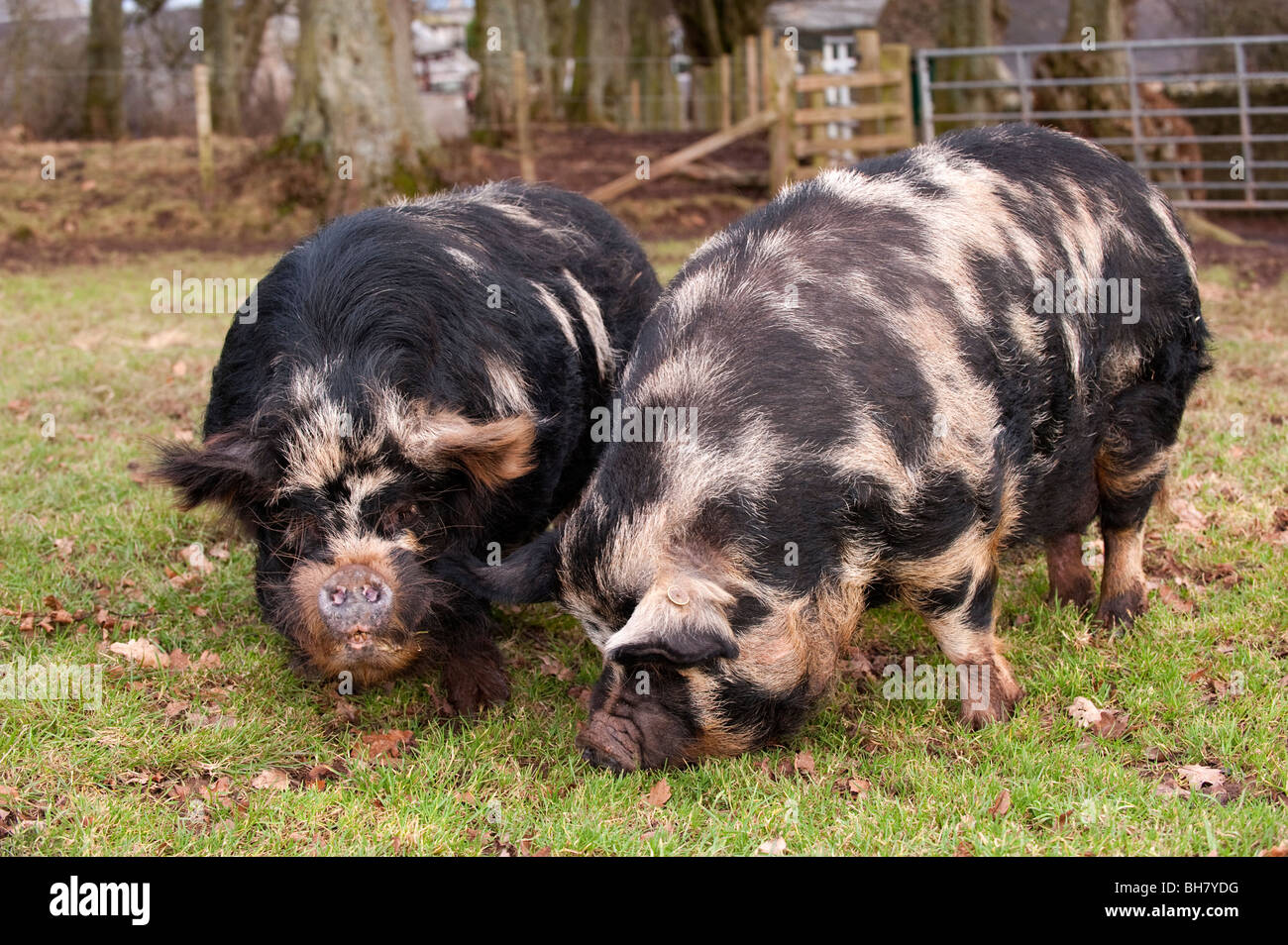 Kune Kune Pig High Resolution Stock Photography and Images - Alamy