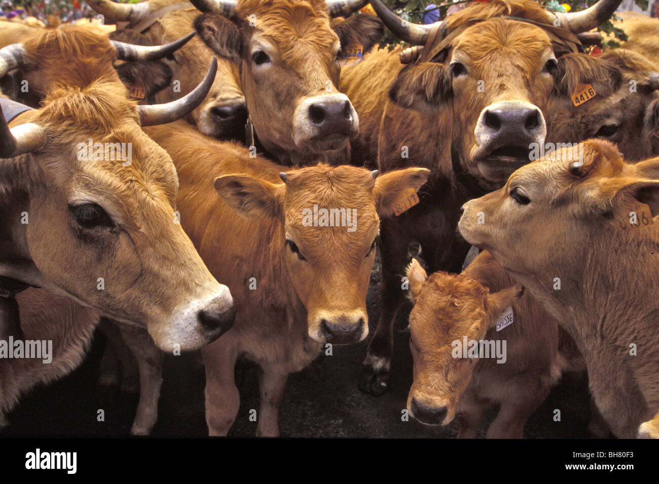 Cow and calf of aubrac race hi-res stock photography and images - Alamy