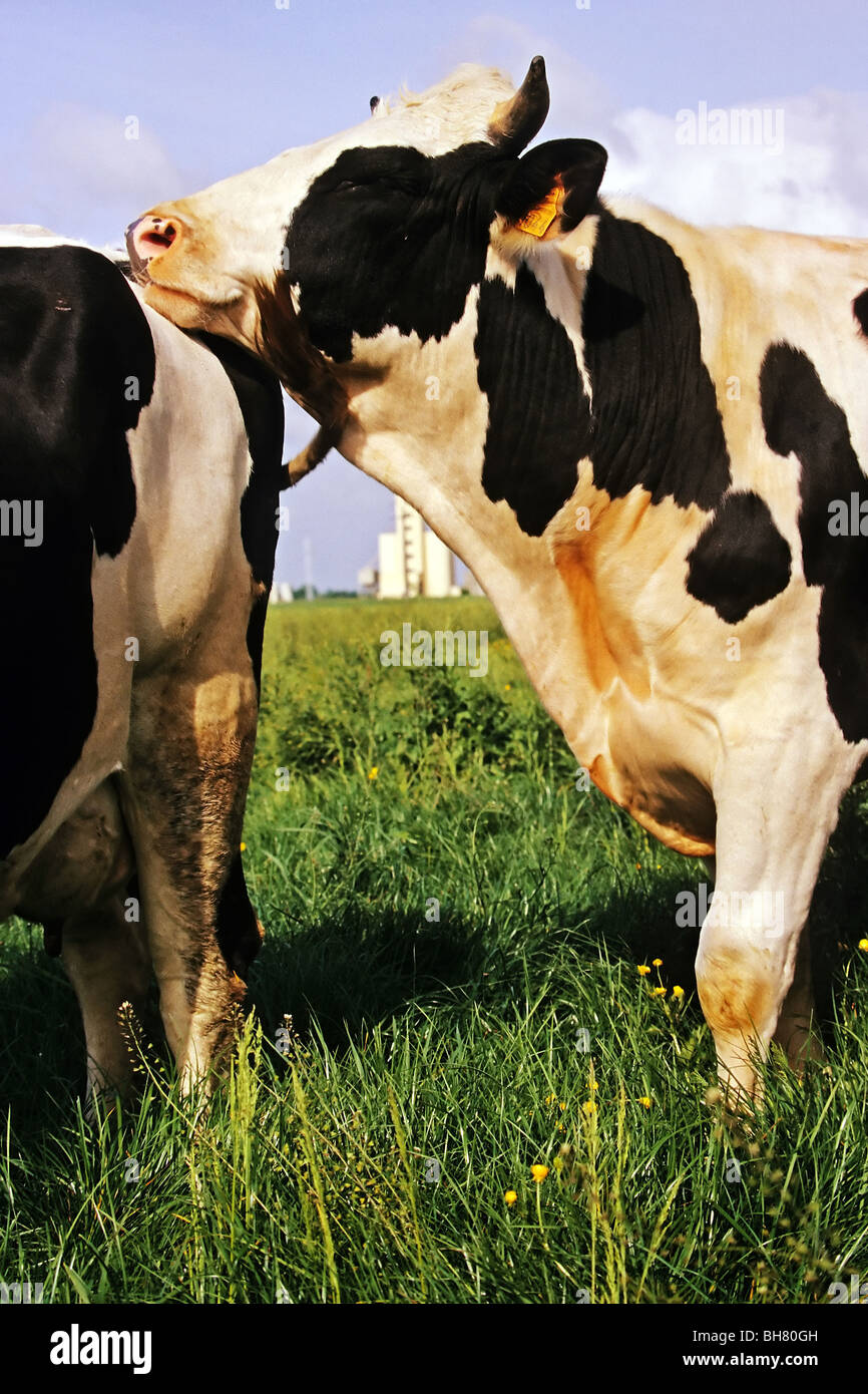 Primholstein holstein cow hi-res stock photography and images - Alamy