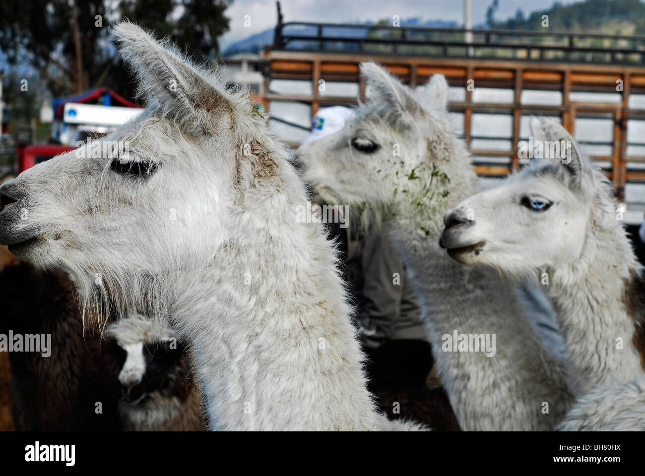 Ecuador, Saquisili, close-up of white lamas with their clear blue eyes ...