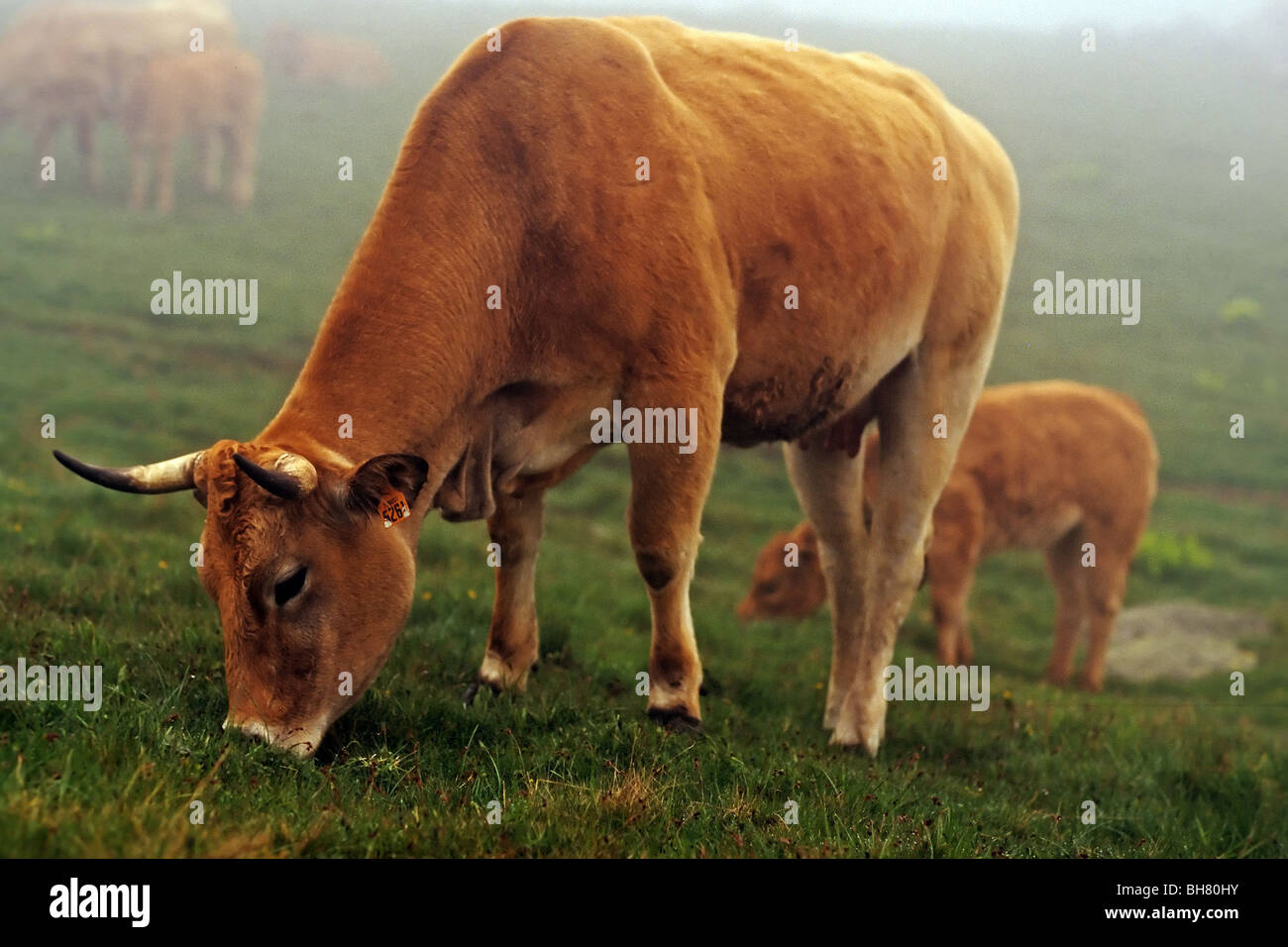 AUBRAC COW AND ITS CALF, SUMMER PASTURE, TRANSHUMANCE, AVEYRON (12 ...