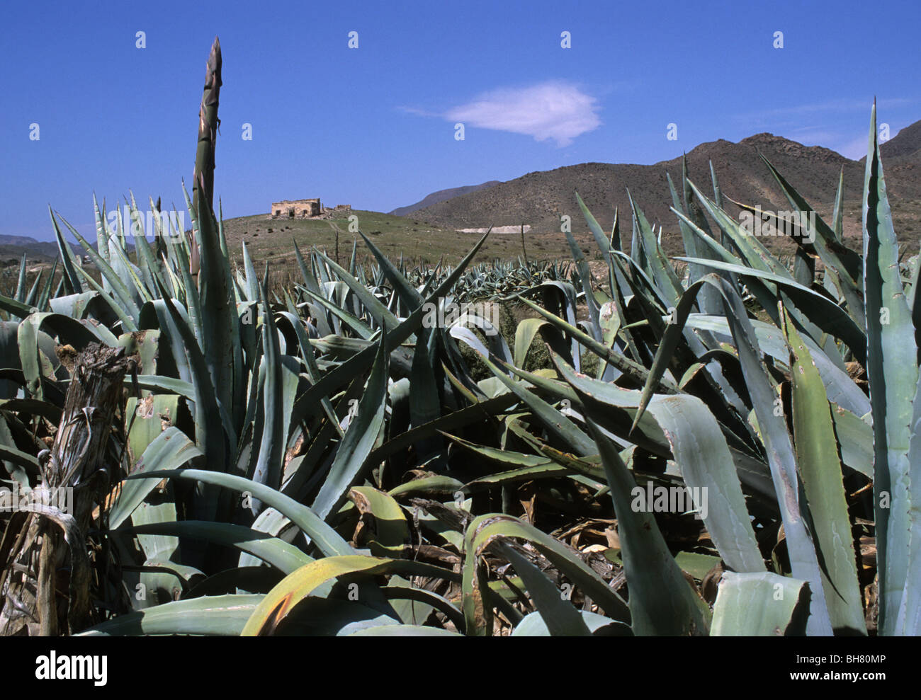 Agave americana plants growing in Reserva de la Biosfera Cabo de Gata ...