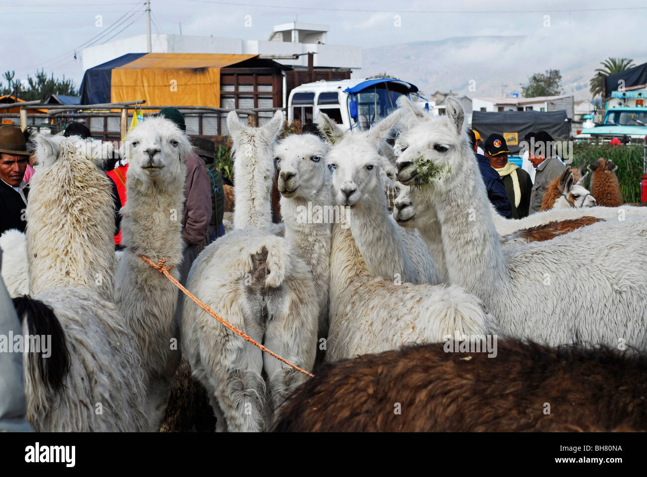 White background ecuador hi-res stock photography and images - Alamy