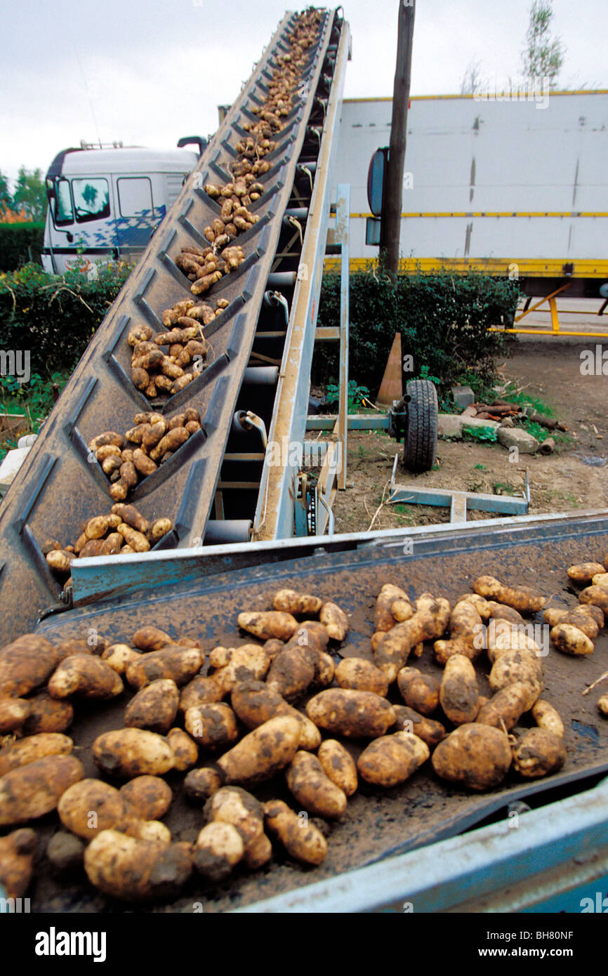 Potato gathering and sorting potatoes hi-res stock photography and ...