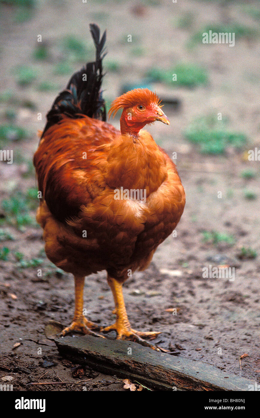 FREE RANGE CAPONS, NORMANDY, FRANCE Stock Photo - Alamy